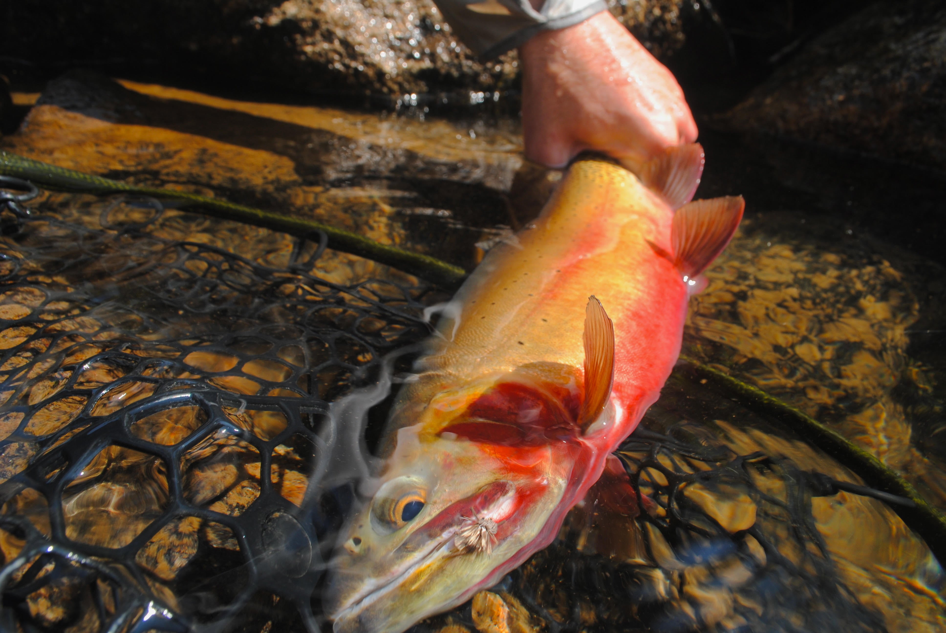 Alpine Selection – St. Peter's Fly Shop