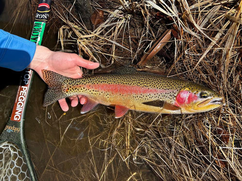 Encampment River Fishing Report – St. Peter's Fly Shop