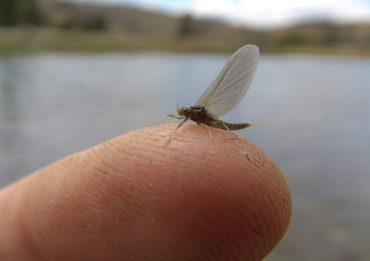 Spring Hatches: Blue Wing Olives – St. Peter's Fly Shop