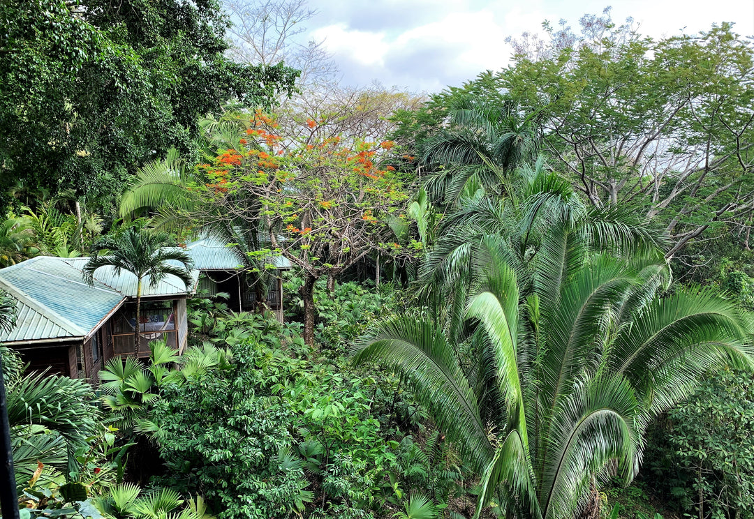 Copal Tree Lodge, Belize – St. Peter's Fly Shop