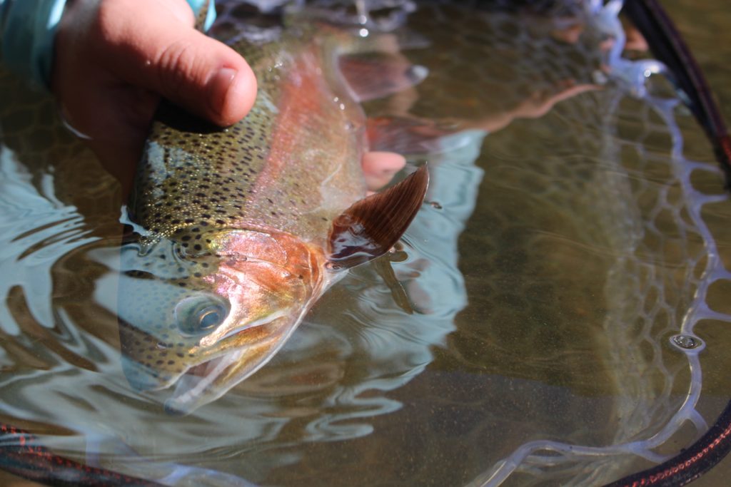 Big Thompson Fishing Report – St. Peter's Fly Shop