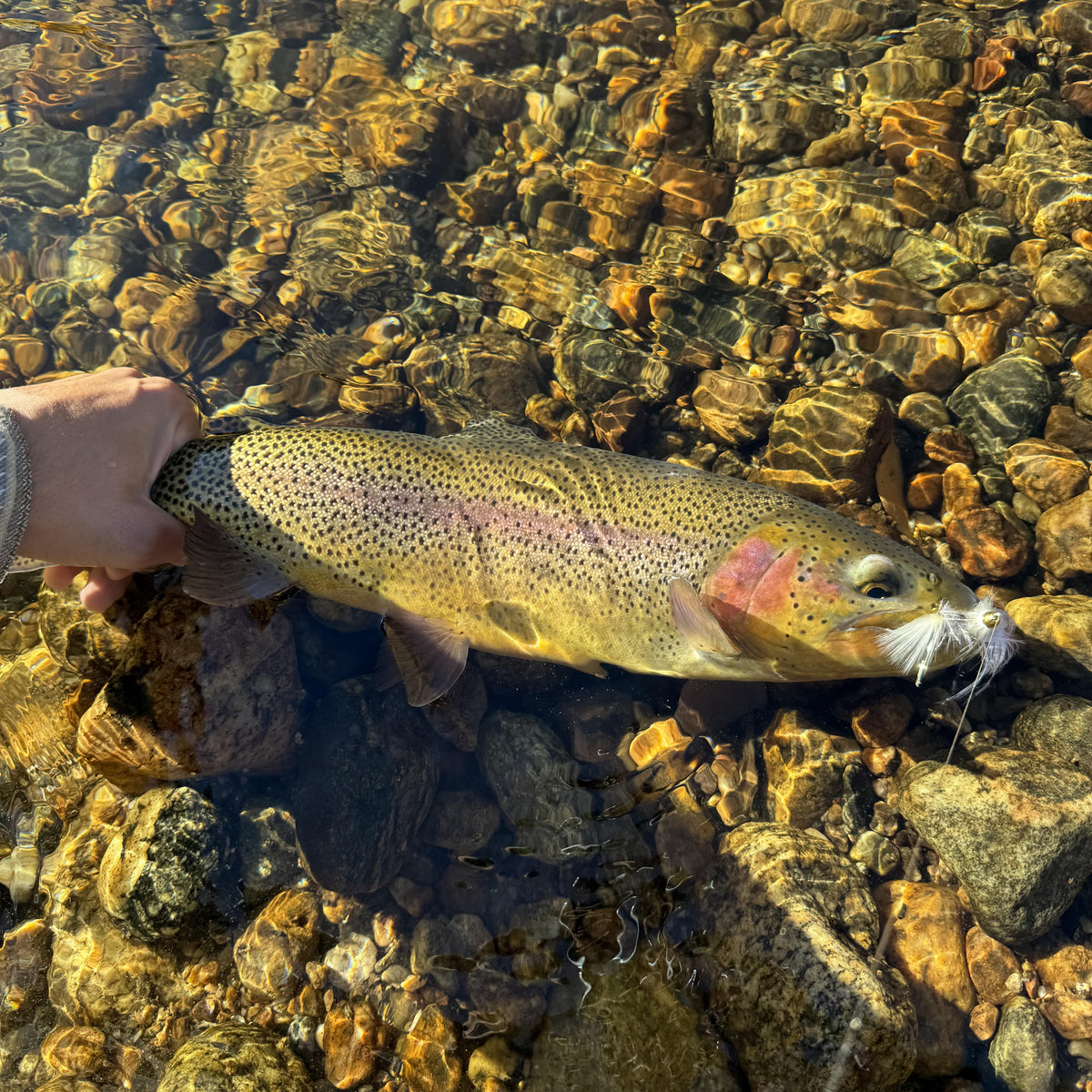 On Water Streamer Tactics Class – St. Peter's Fly Shop