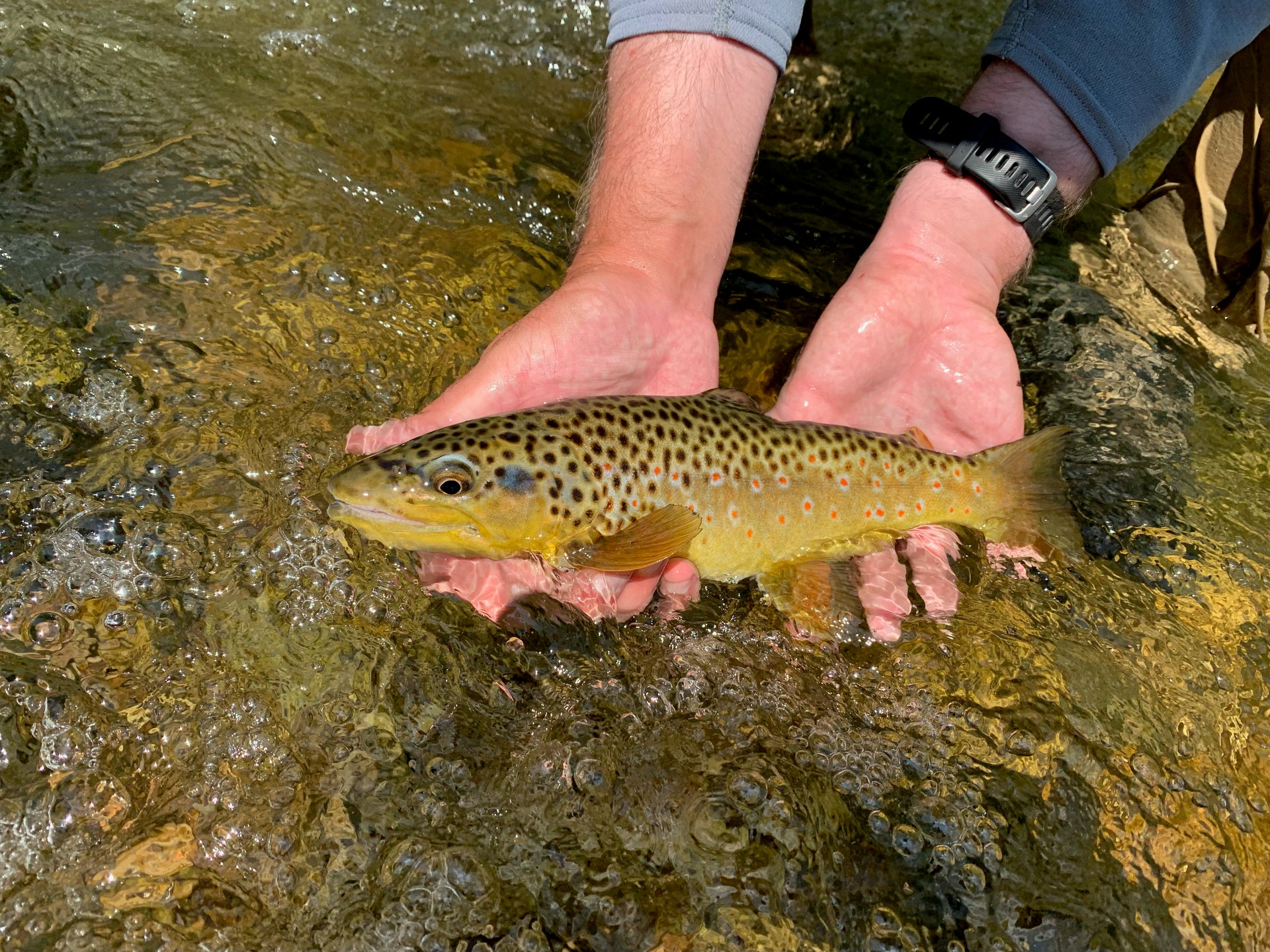 Cache La Poudre Guided Fly Fishing – St. Peter's Fly Shop